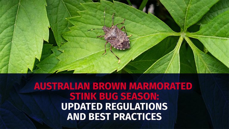 How to Care for Your Wood Pallets During Australian Brown Marmorated ...